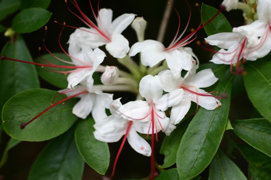 Native Azalea Cheat Sheet - Carolina Native Nursery