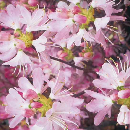 Native Azaleas - Carolina Native Nursery