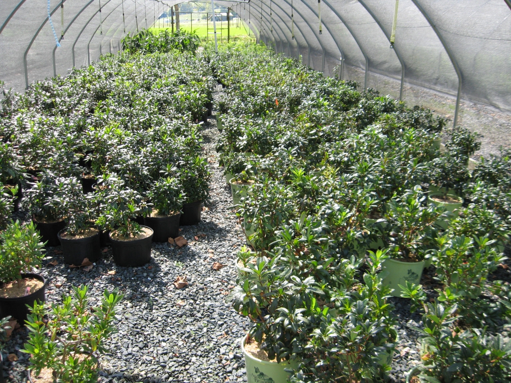 Native Azaleas - Carolina Native Nursery