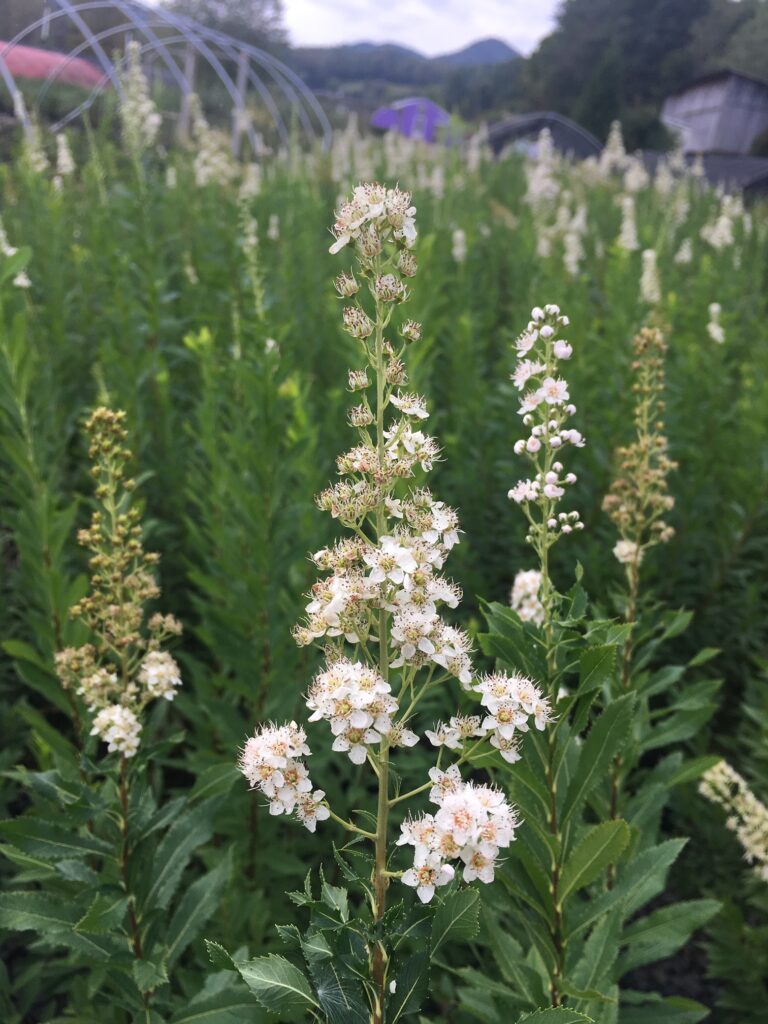 Plant Profile: Spiraea alba - Carolina Native Nursery