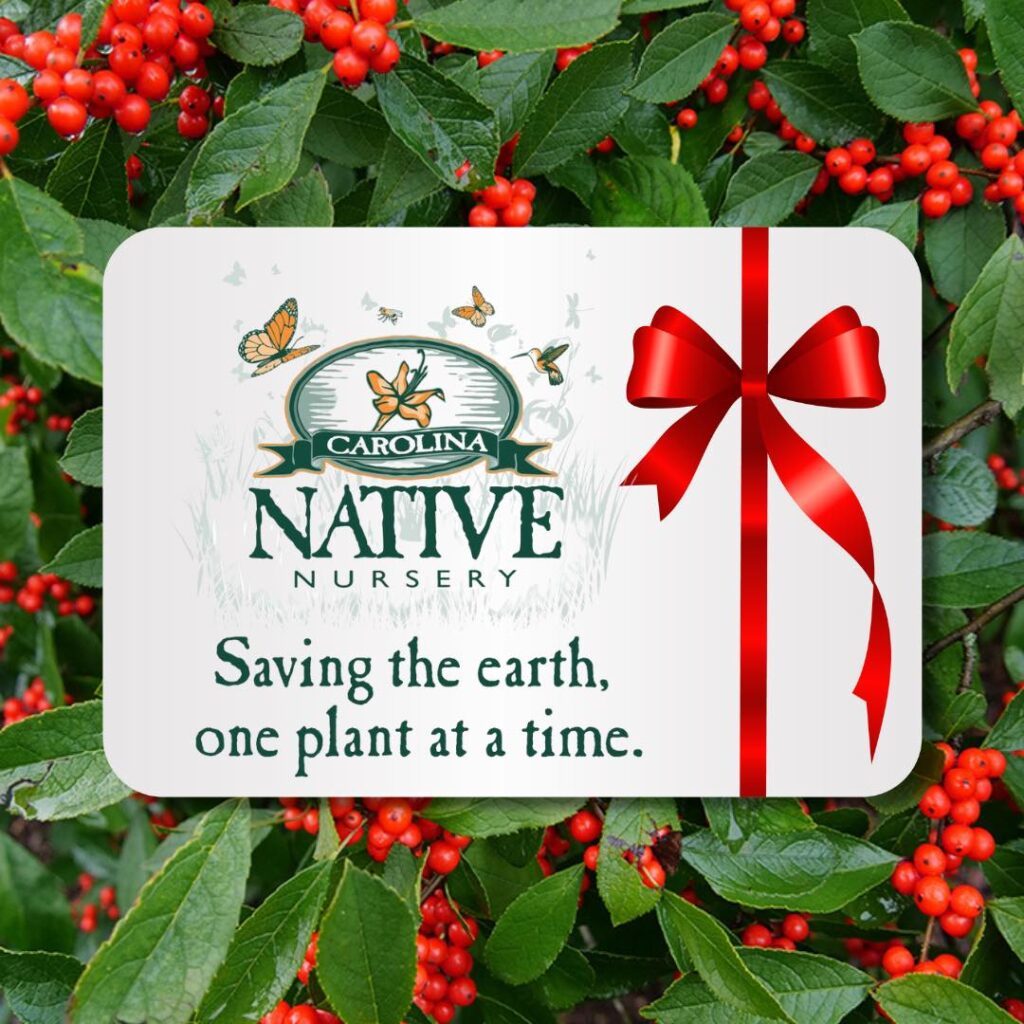 Bee Native Plant Shop - Carolina Native Nursery