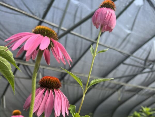 The Wonderful World of Native Perennials! - Carolina Native Nursery