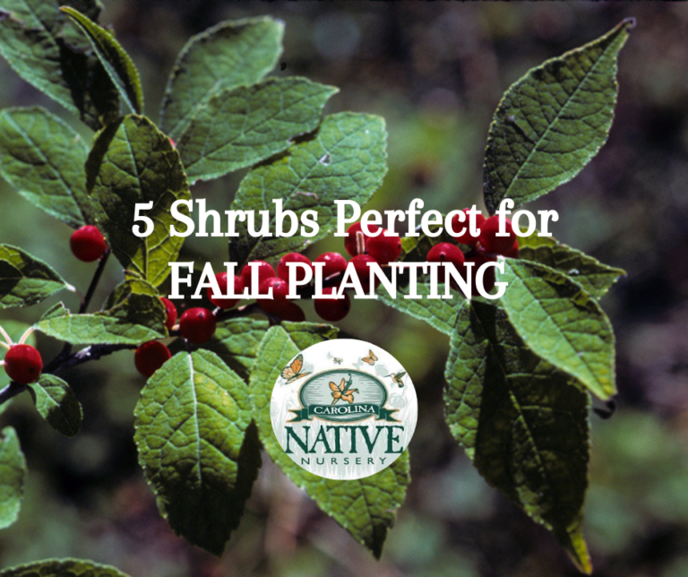 Five Native Shrubs for Fall Planting! - Carolina Native Nursery