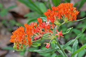 Soak Up the Sun: Top North Carolina Native Plants for Bright, Open ...