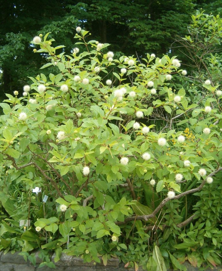 Taming the Soggy Spots: How Native Plants Rescue Wet Yards and Rain ...