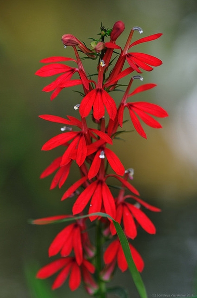 Taming the Soggy Spots: How Native Plants Rescue Wet Yards and Rain ...